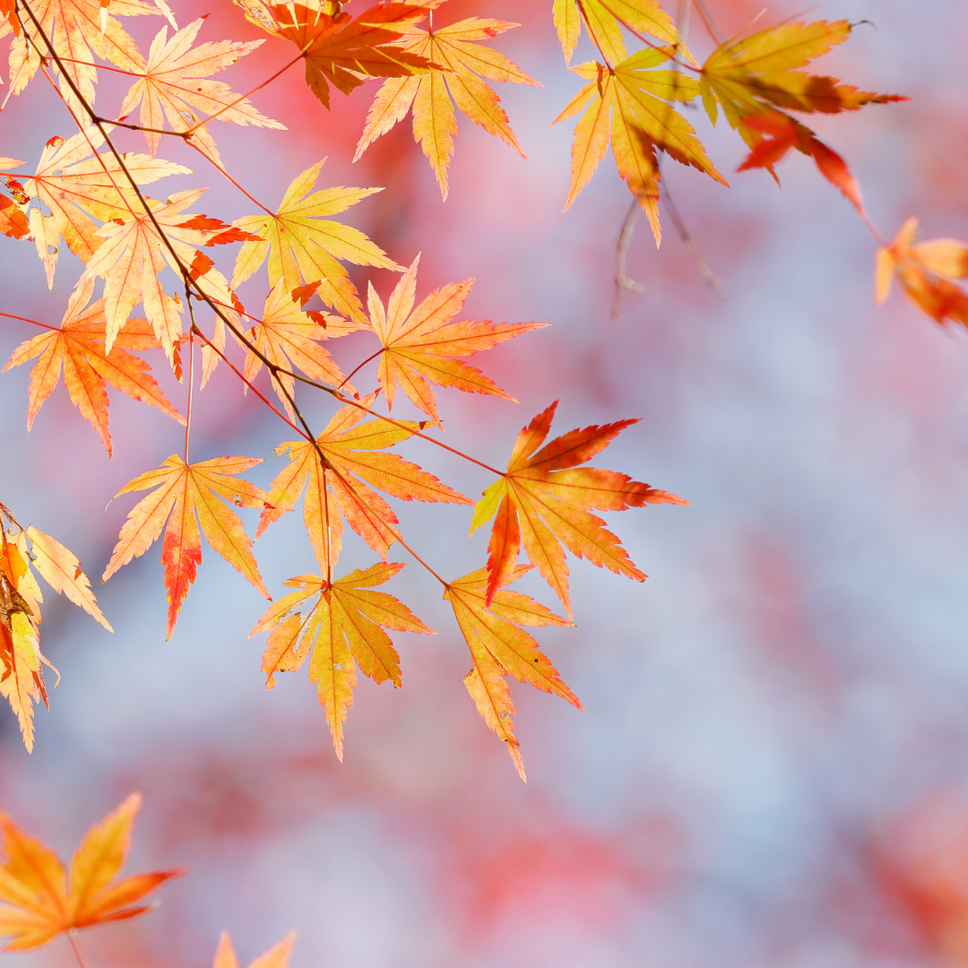 How To Preserve Leaves: The Two Most Effective Ways - Wholeheartedly Sarah