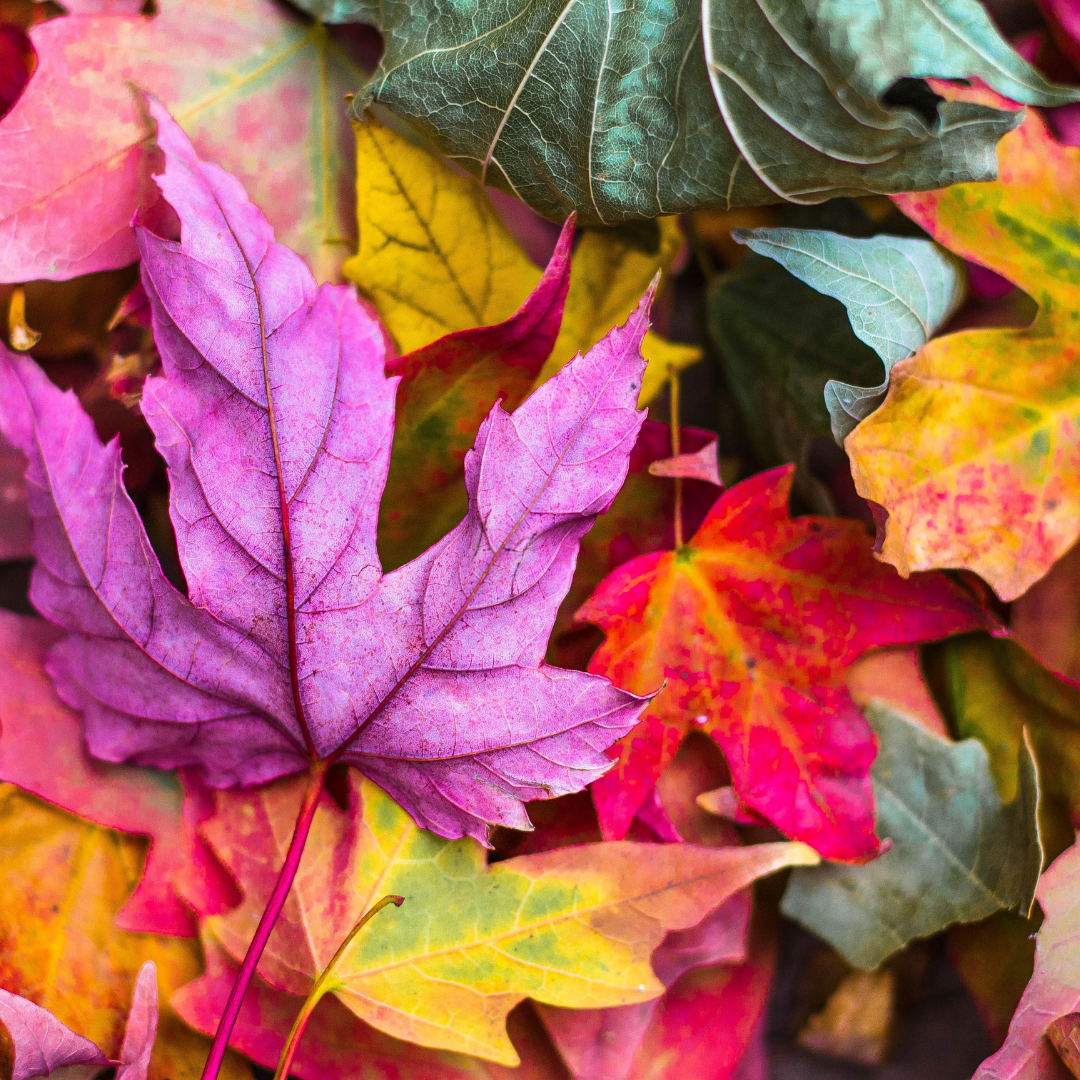 How To Preserve Leaves: The Two Most Effective Ways - Wholeheartedly Sarah